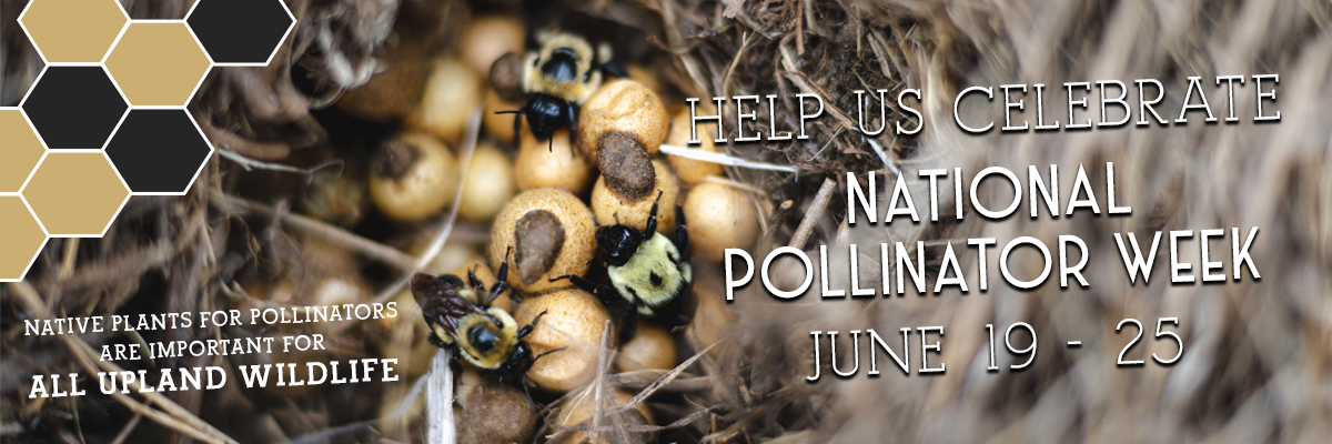 Native Plants for Pollinators: Building Habitat at Home