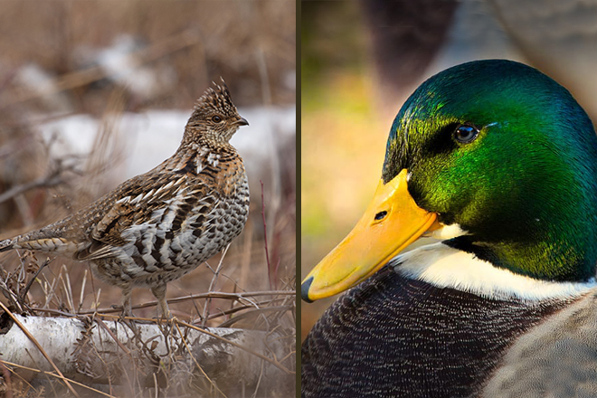 Cute Birds With Guns