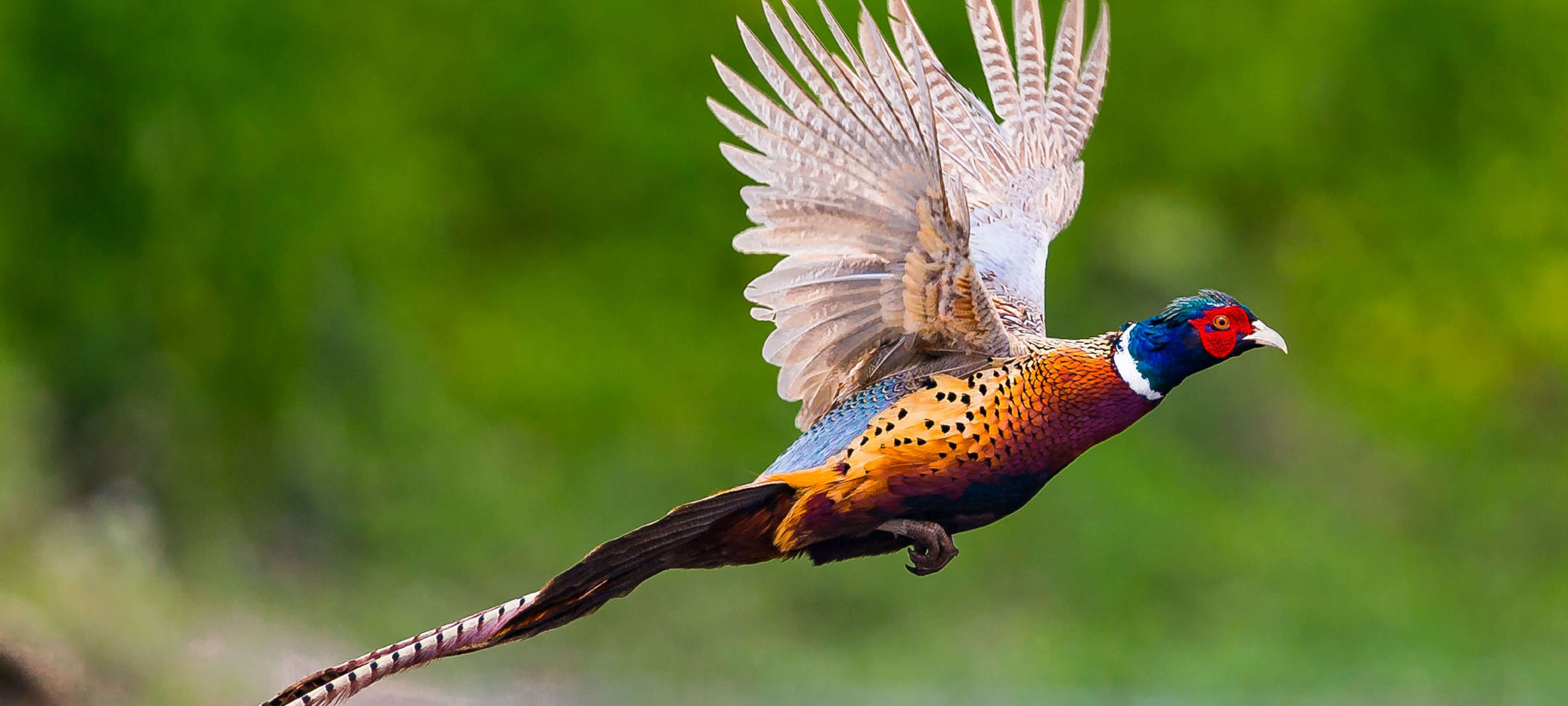 PF_2000x900.jpg.aspx