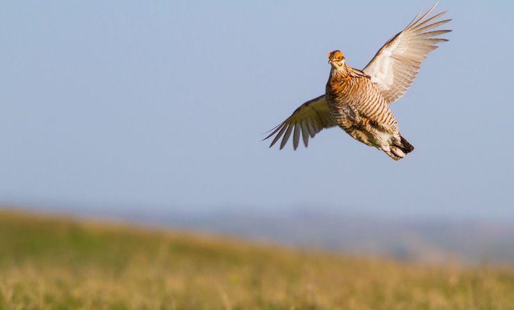 Sharp Tailed Grouse Flying