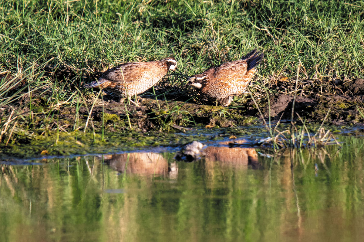 What truly remarkable little creatures they are, and how lucky we are ...