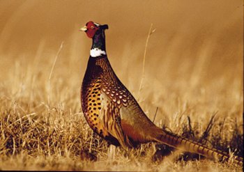 Pheasants Forever Volunteers Form New Local Chapter in Pennsylvania’s ...