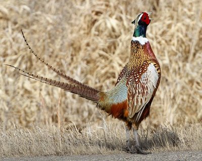 East Coast Conservation: Pheasants Forever Finds New Home in South Jersey