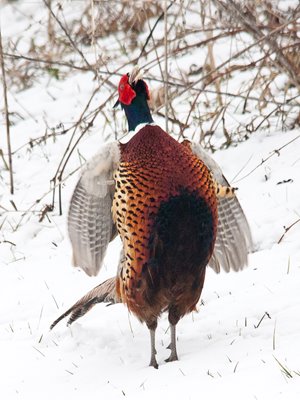 Pheasant Action Plan Outlines Ten Steps to Improve Hunting, Habitat