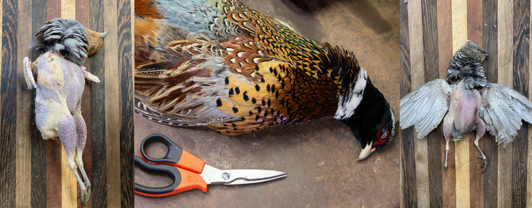 Cleaning Your Gamebird