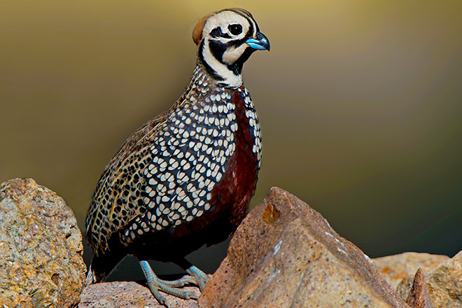 Mearns' County Quail