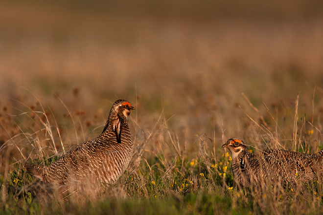LESSER PRAIRIE CHICKEN INITIATIVE