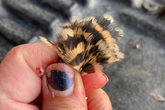 Female Head Feathers