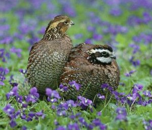 Quail Forever Grows New Roots in Sooner Territory with Two Additional ...