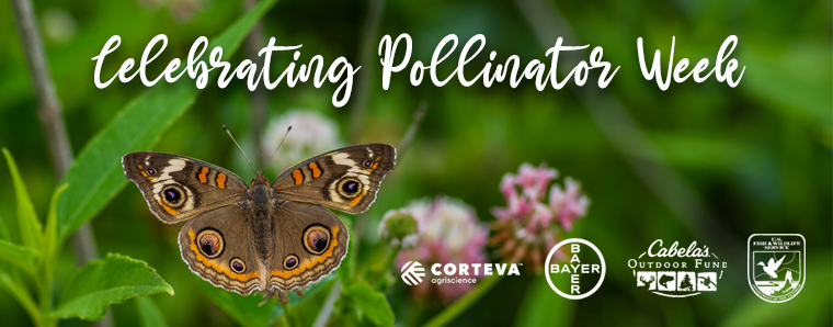 POLLINATOR WEEK BOOSTS UPLAND BIRDS