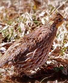 Restoring Bobwhite Habitat Goal of New Quail Forever Chapter in Mississippi