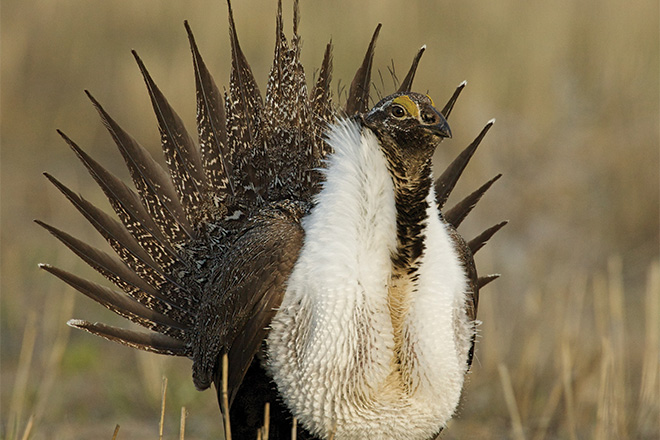 Sage Grouse