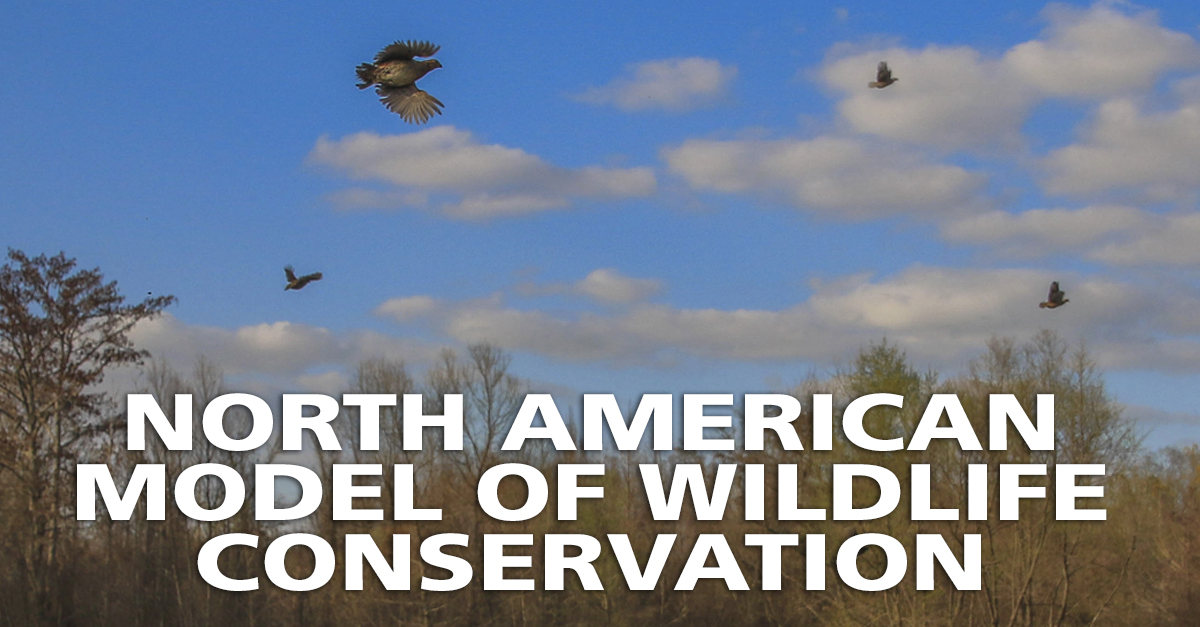 North American Model of Conservation Wildlife