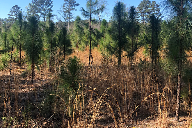 Above: Young longleaf pine.