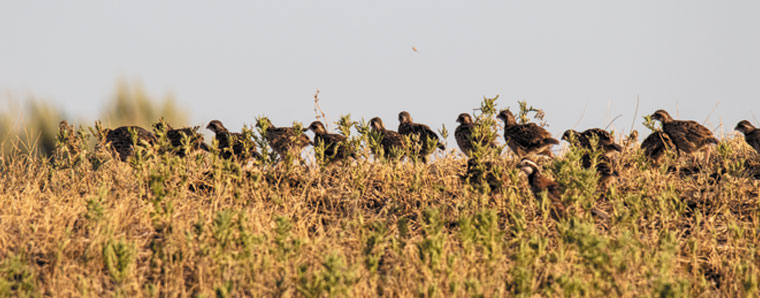 Early Summer Nesting
