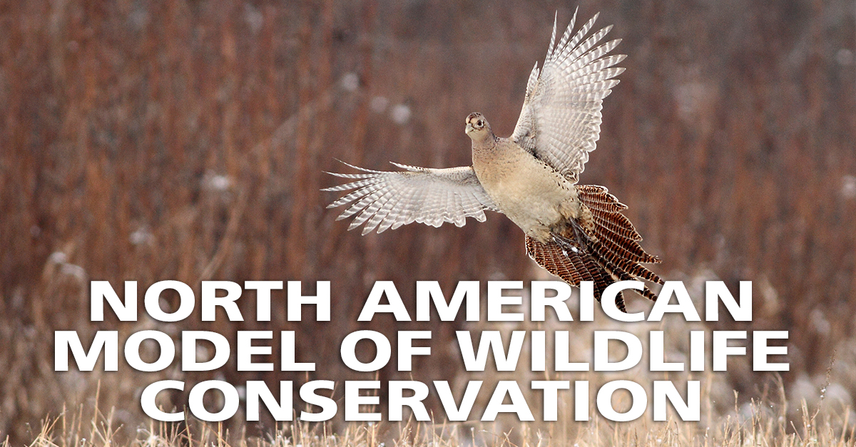 North American Model of Conservation Wildlife